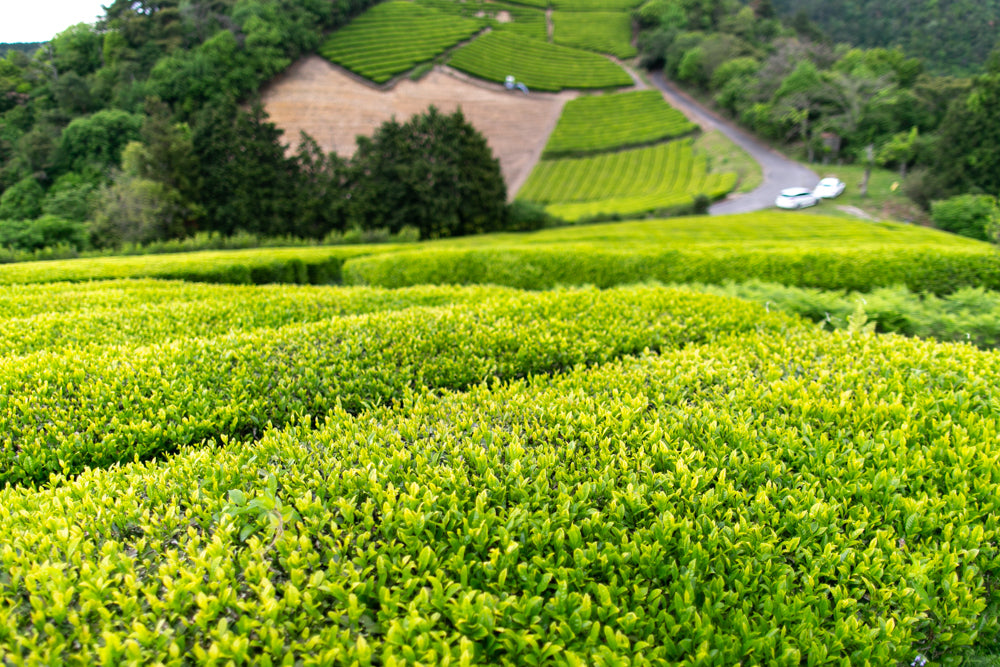 Japanese Green Tea – HOJO TEA MY